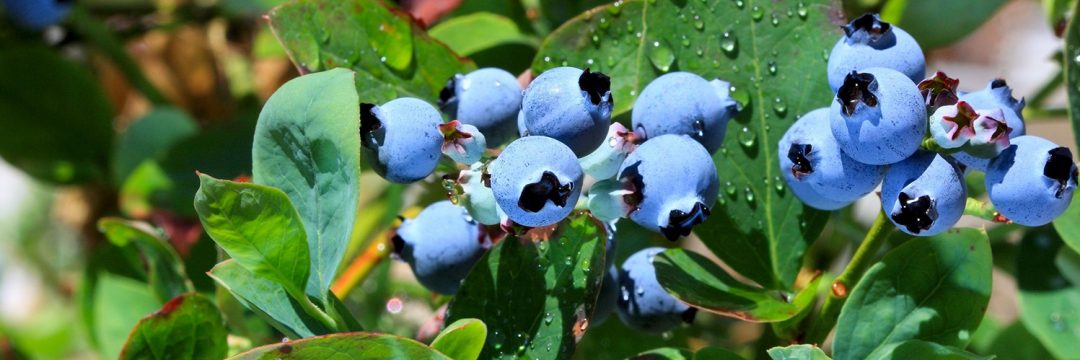 Blueberries | Land Use New Zealand