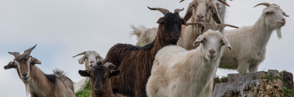 Goats – Meat | Land Use New Zealand