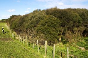 Manuka | Land Use New Zealand