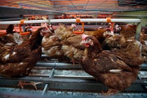 Poultry | Land Use New Zealand