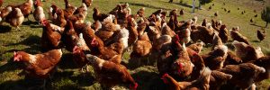 Poultry | Land Use New Zealand