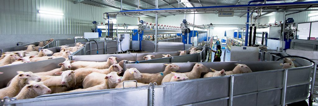 Dairy Sheep | Land Use New Zealand